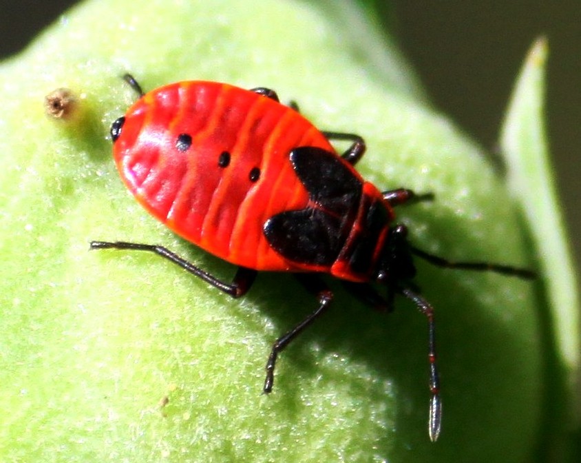 Paolo Bostjancic photographer: insetti