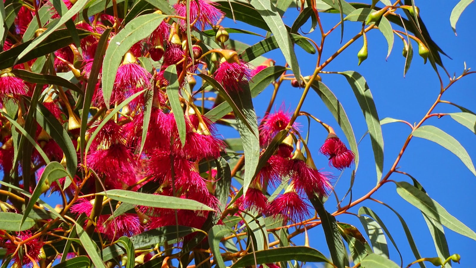 MAP: MELBOURNE STREET TREES 113 - RED FLOWERING GUM