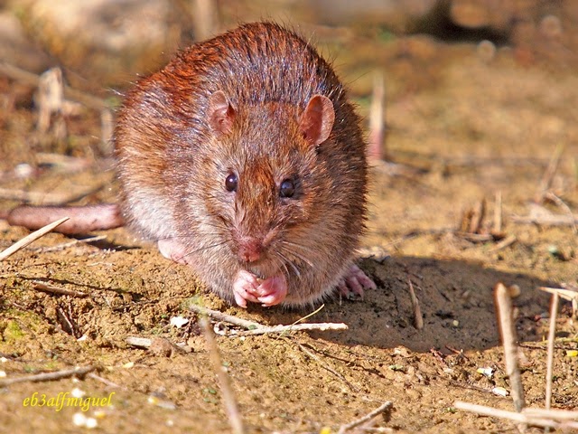 Miguel fotografia: Rata Negra (Rattus rattus)