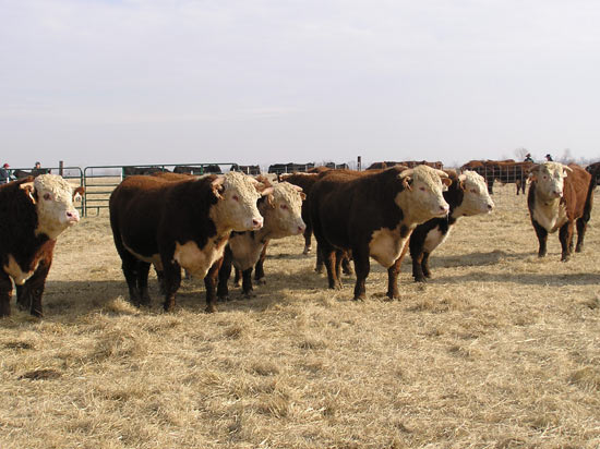 The American Cowboy Chronicles: Size of Ranches In America Today