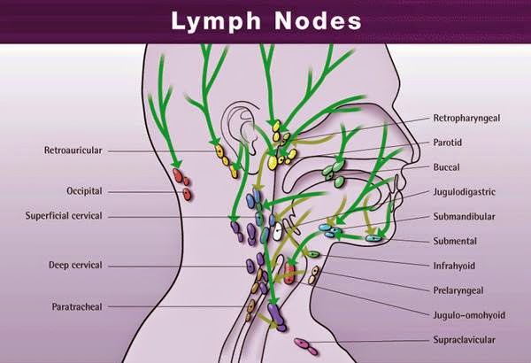 Bio-Terrain Guide: Lymphatic Drainage Technique by Dr. Dietrich Klinghardt