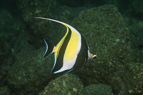 Most Amazing: Moorish Idol Fish