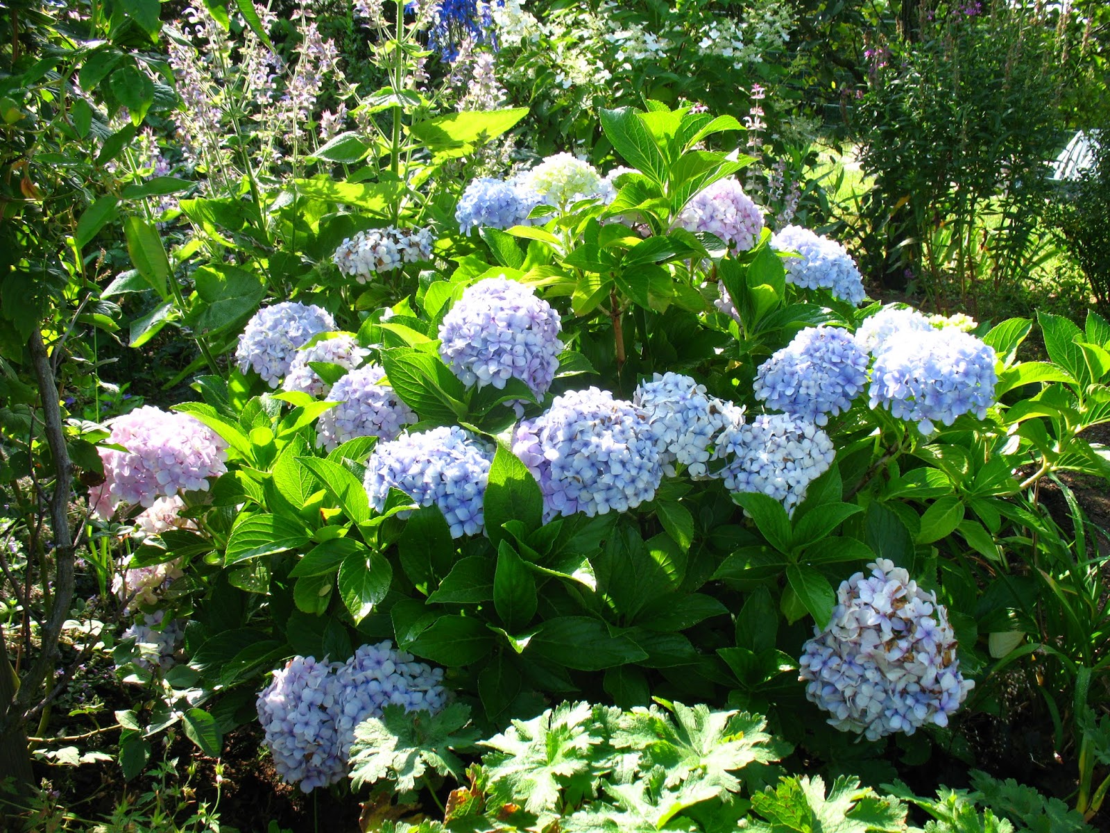 Roses du jardin Chêneland: Hydrangéa macrophylla "Otaksa