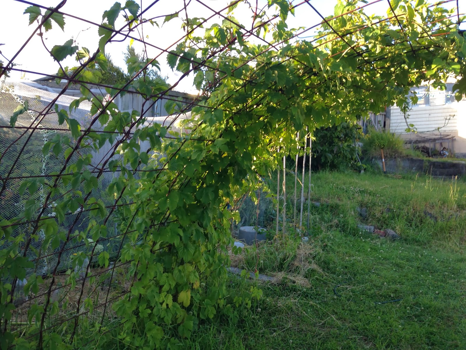 My hop plants