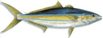 SUNGLIR / SALEM | "BLOG TANI NELAYANKU"