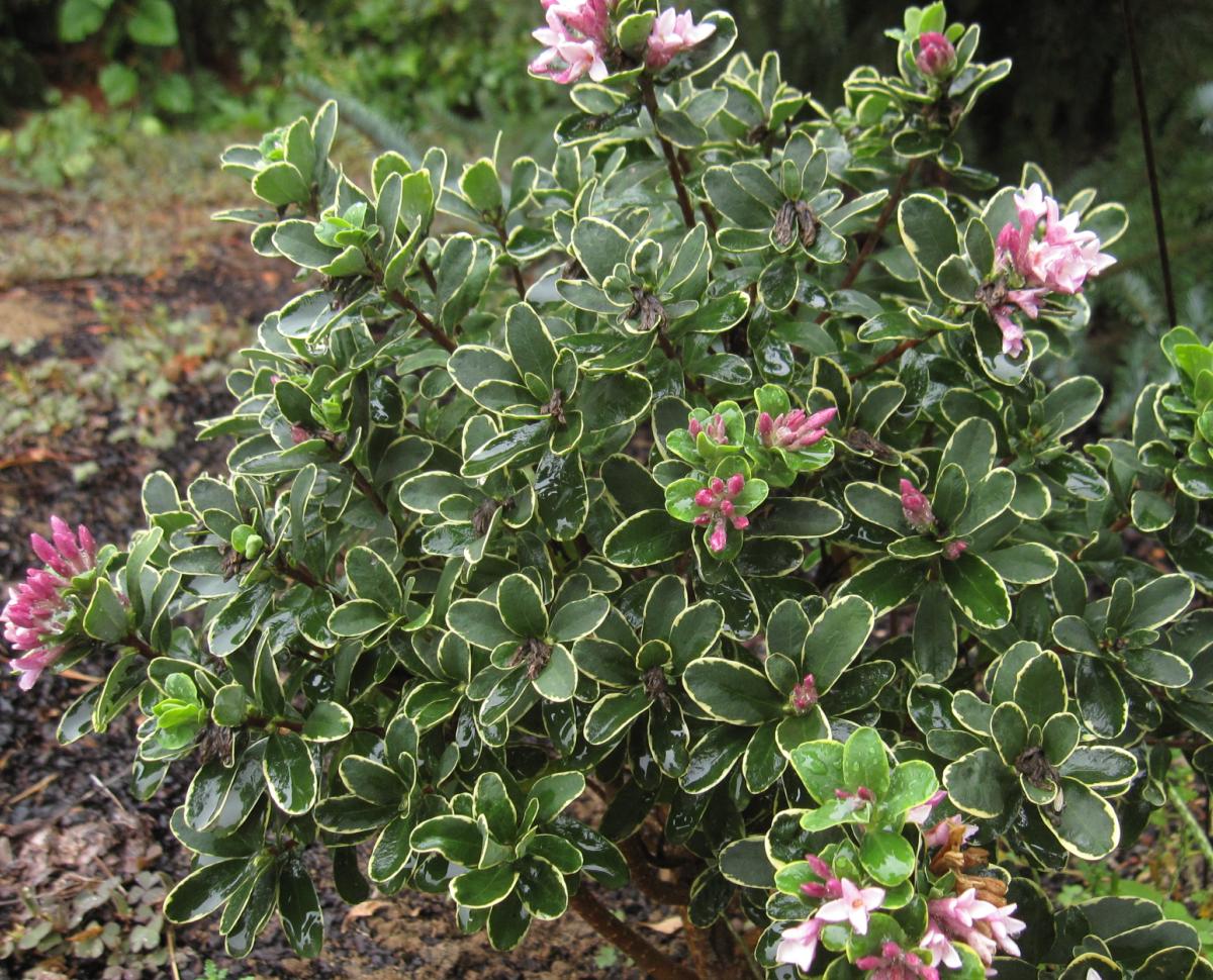 Arrowhead Alpines Blog: The three rules to growing daphnes