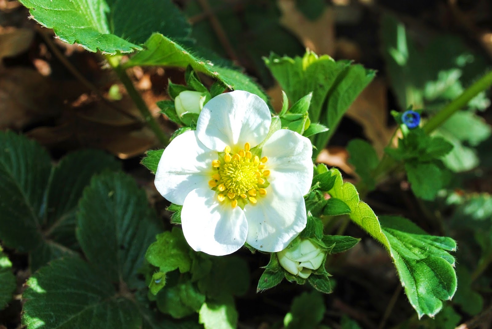 K. C. Trae Becker: Fertility – May Day; MSH#15 – Vanir; Mary, the ...