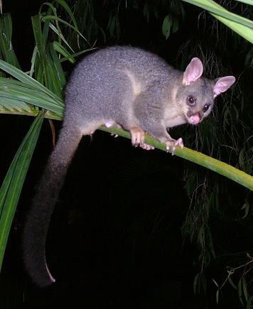 Possum Predators