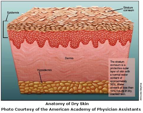 Effective Tips for Caring for Dry Skin - Skin Care Line INDIA