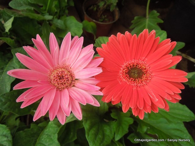 Exploring The New.......: Gerberas The Elegant Flowering Garden Plant