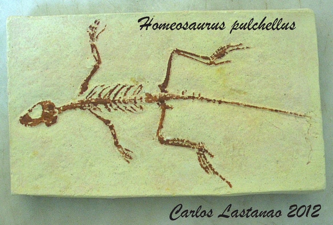 EL GRUMETE DEL BEAGLE: REPRODUCCIONES DE FÓSILES