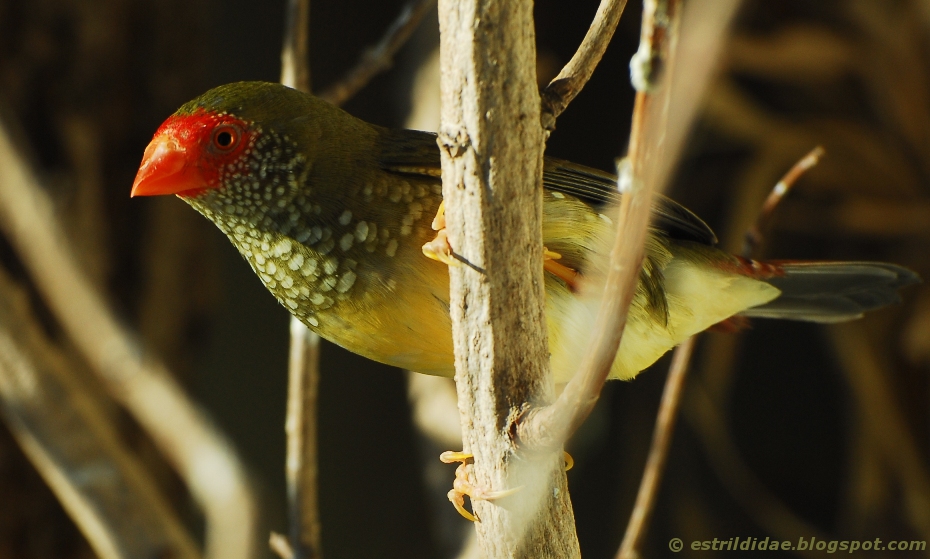 Estrildidae