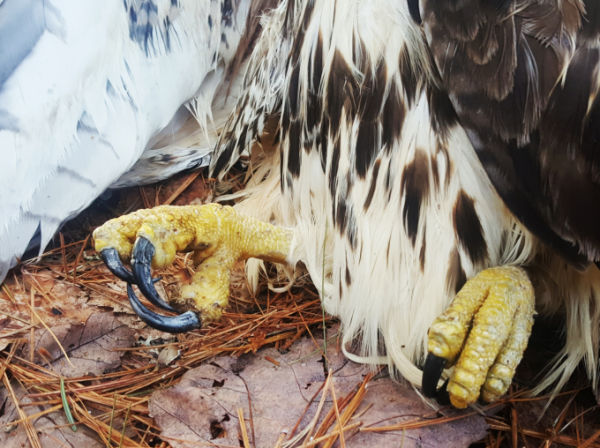 How Can I Protect my Chickens from Hawks? - Fresh Eggs Daily® with Lisa ...