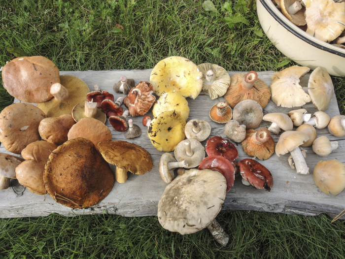 Tulp ja tulp: Väike seenenäitus