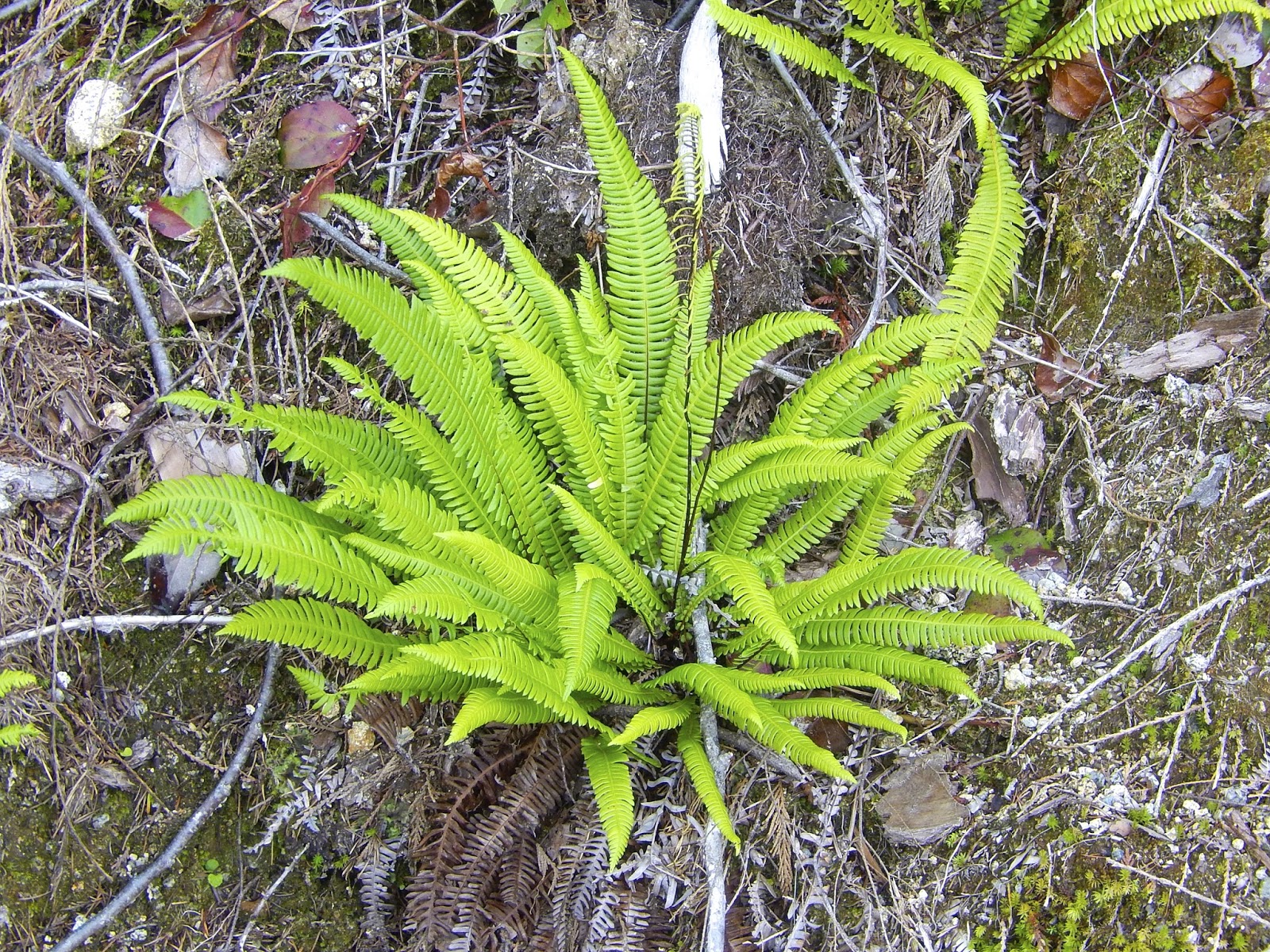 Powell River Books Blog: Coastal BC Plants: Deer Fern