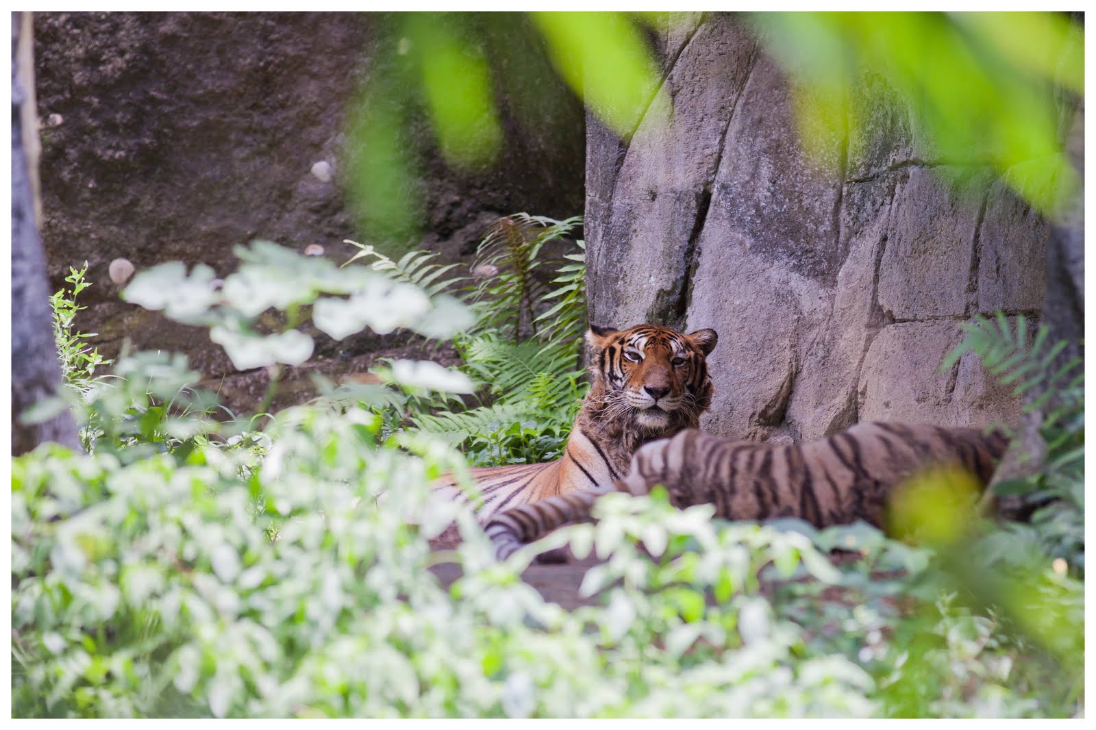 To Taiwan and Back Again...: Taipei Zoo & Taipei 101