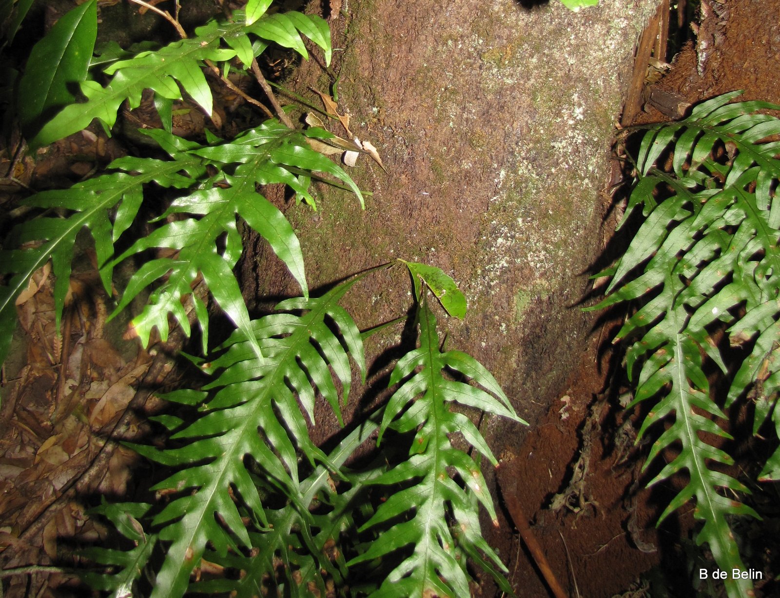Flora Friday in Oz: Mount Wilson, Waterfall Walk. 11th Jan 2013.