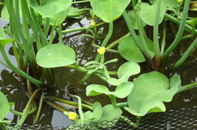 Mengkonsumsi Genjer ternyata Bisa Mengurangi Resiko Penyakit Kanker Dan ...