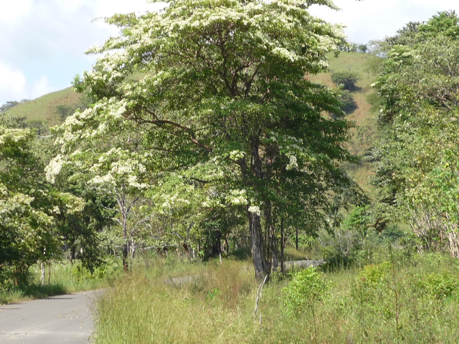 SOCIOLOGÍA DE AZUERO...Milcíades Pinzón Rodríguez: MADROÑO