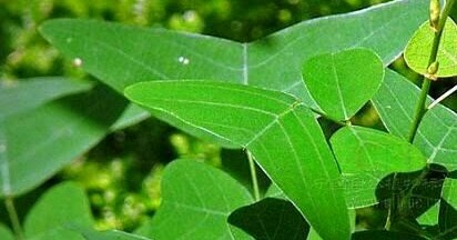 SHADE: Pokok daun rama rama