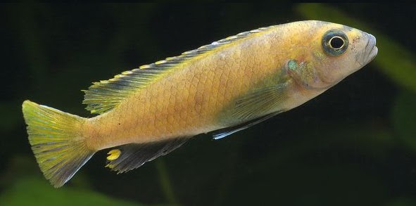 Alma d'Água: Peixes / Perciformes / Cichlidae / Ciclideos Africanos ...