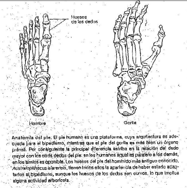 ORÍGEN DEL BIPEDISMO EN LOS HOMÍNIDOS