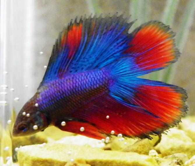 The Veil Tail: Tail-Shapes and Color-Variations