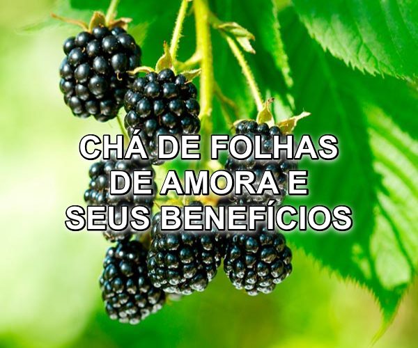 Curiosidades e dicas: CHÁ DE FOLHAS DE AMORA E SEUS BENEFÍCIOS