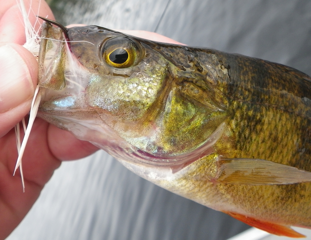 Yellow Perch eye | Welcome to the Taxidermy.net Forum and Community!
