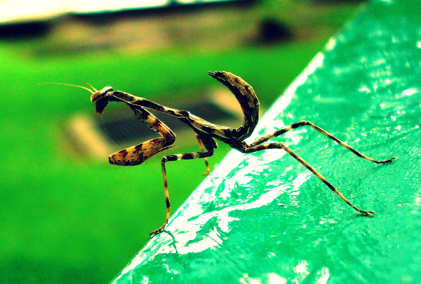 SCARLETT HC: La Mantis Religiosa