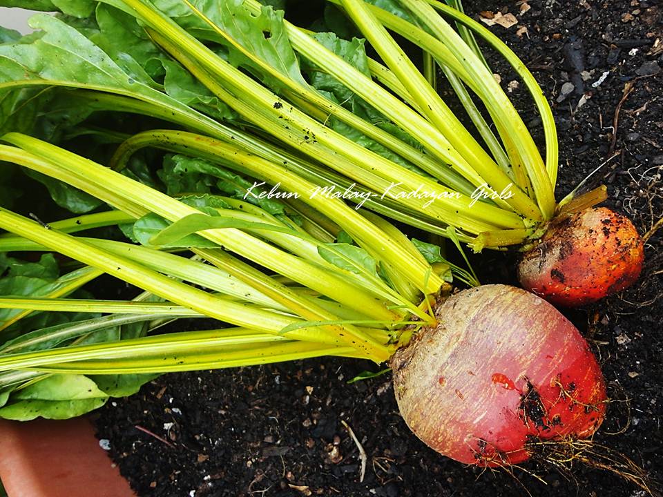 Kebun Malay-Kadazan girls: December 2012