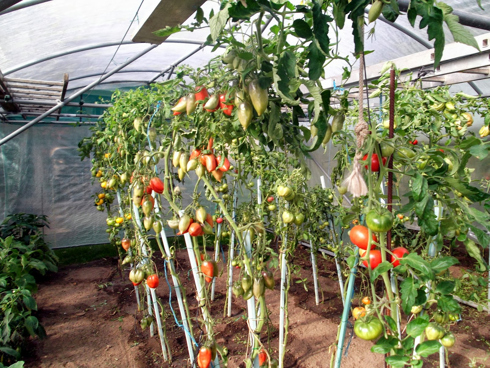 PASSION TOMATES: EFFEUILLAGE DES TOMATES POUR LAISSER PASSER LE SOLEIL