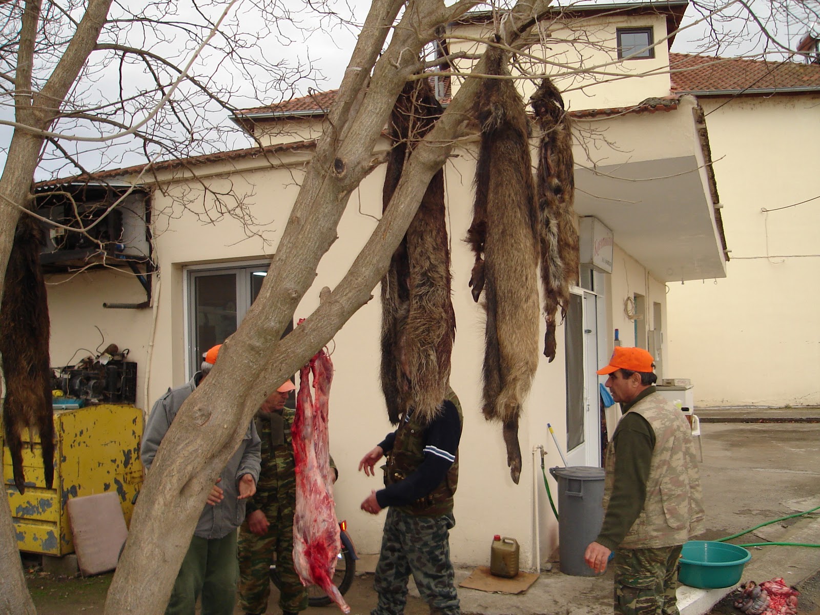 ΓΟΝΙΜΟ-ΣΕΡΡΩΝ: ΚΥΝΗΓΟΙ ΑΠ ΤΟ ΓΟΝΙΜΟ