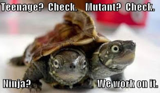 Funny Turtles