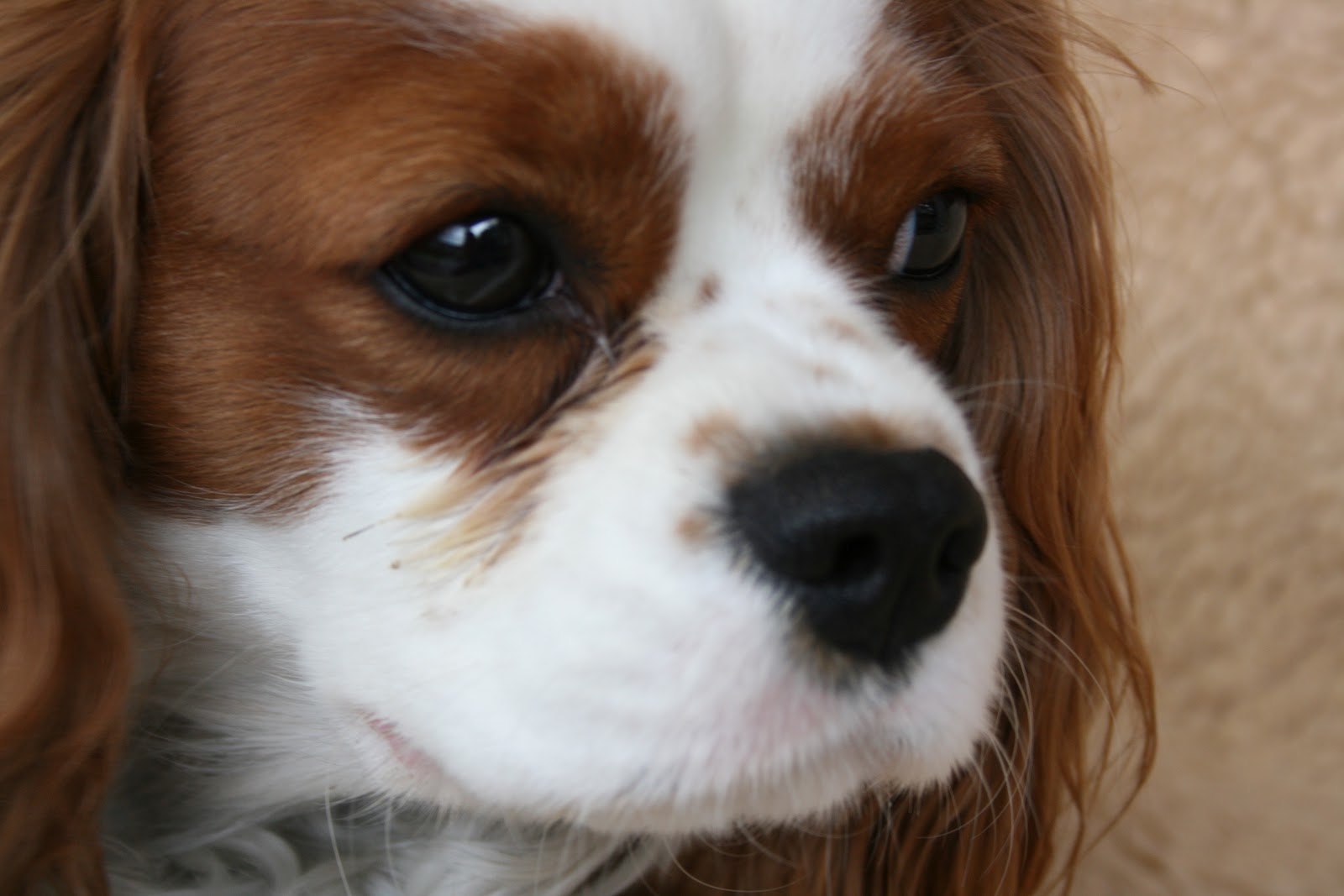 Cavaliery- wspaniałe psy