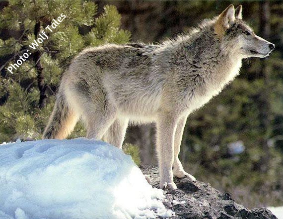 Kundalini: Lupul (Canis lupus)