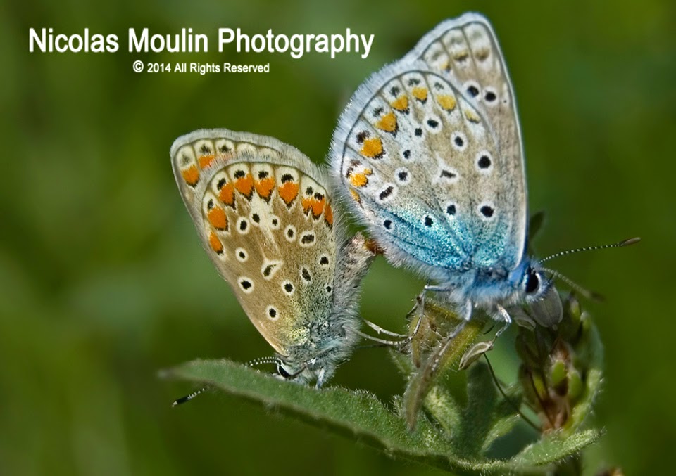 Art Insect: Copulacion de Mariposas