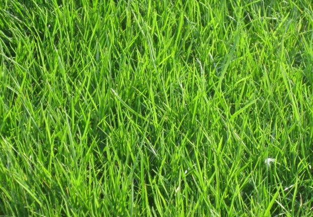 Jenis Jenis Rumput Sepakbola