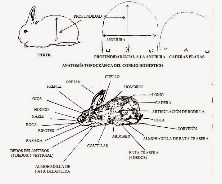 Generalidades y razas de conejos: Anatomía y fisiologia