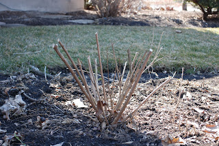 Plants and Containers: Pruning Callicarpa dichotoma 'Early Amethyst ...