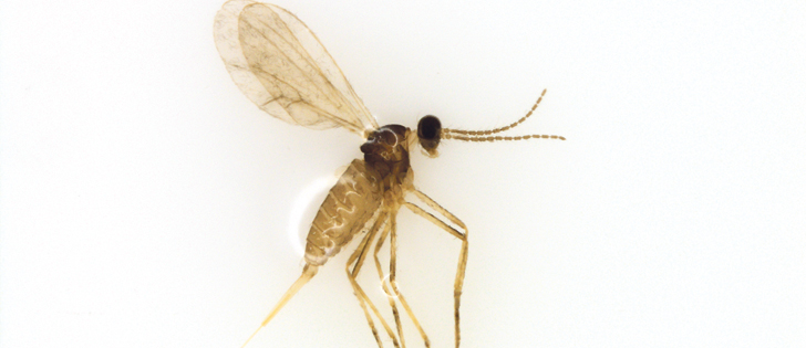 One species a day: A new gall midge: Contarinia n. sp.