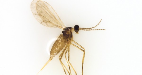 One species a day: A new gall midge: Contarinia n. sp.