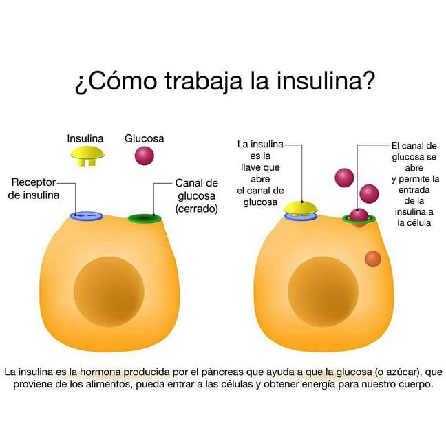 Insulina ~ FITNESS Y SALUD