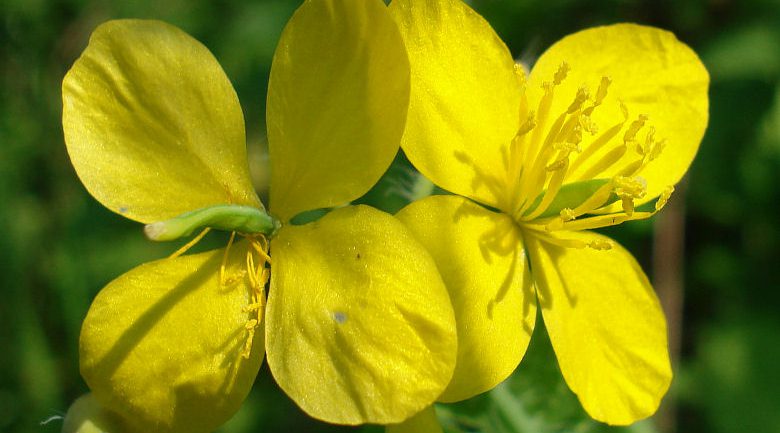 RUSA TRAVA, ROSOPAS ILI ZMIJSKO MLIJEKO