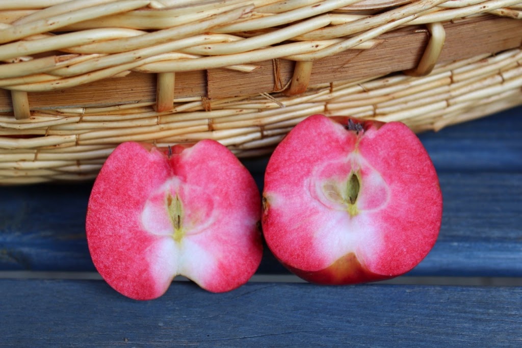 Apfelsortenbestimmung und Apfelernte 'Topaz'