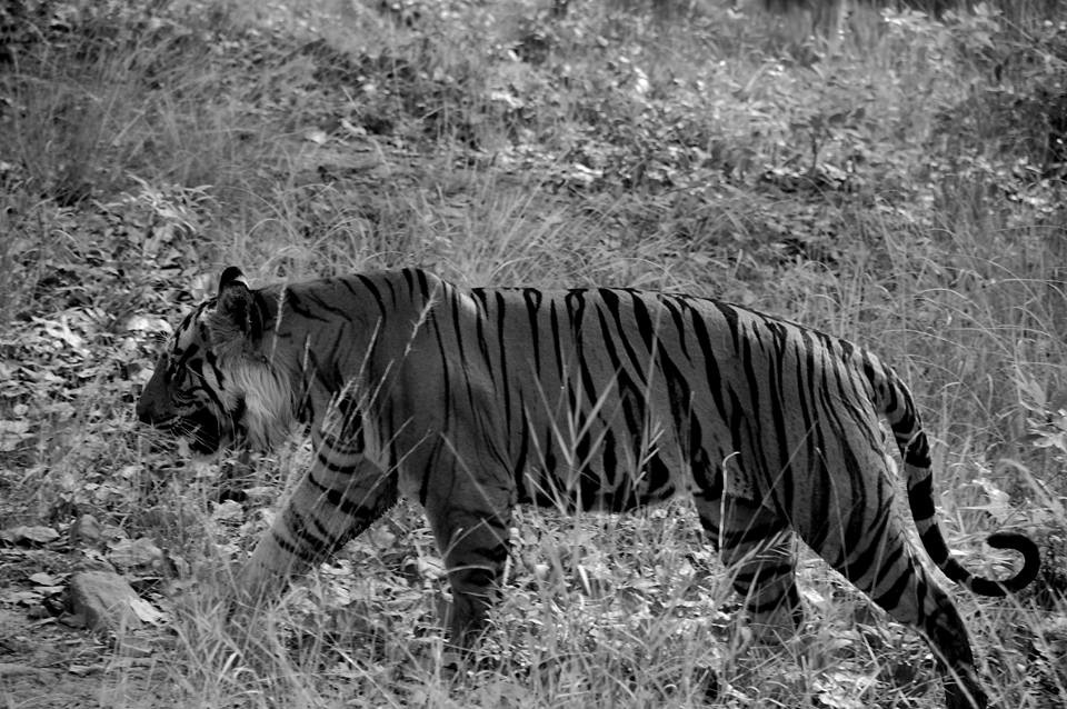 A tiger above the rest - A tribute to the Big Bam of the Central Highlands