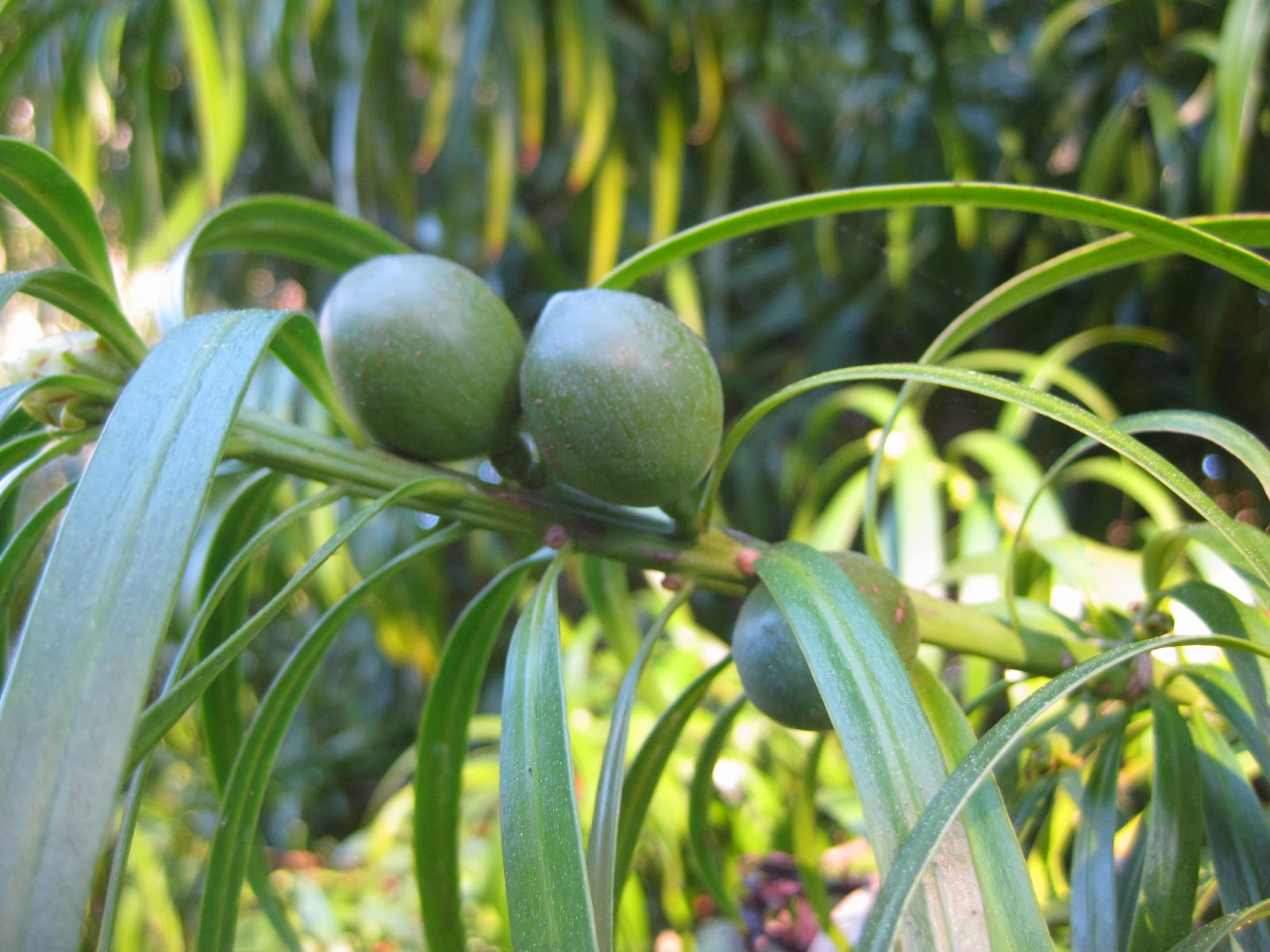 Trees of Santa Cruz County: Podocarpus henkelii - Long Leafed Yellowwood