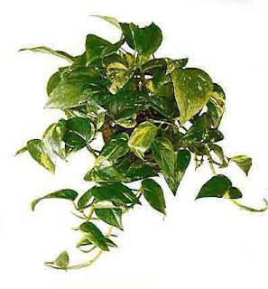 Floricultura Natureza, Vida e Arte: JIBOIA