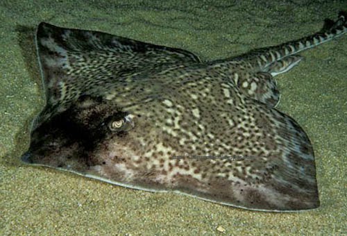 Life under the blue water : Thornback Skate | Thornback ray