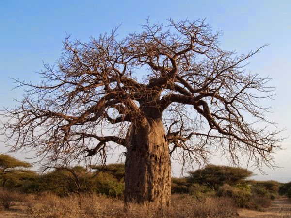 Dads Teach the Bible: Fruitless?